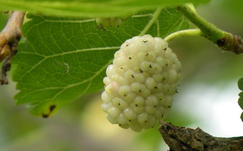 ارزش غذایی توت سفید چقدر است؟ - نبض ما